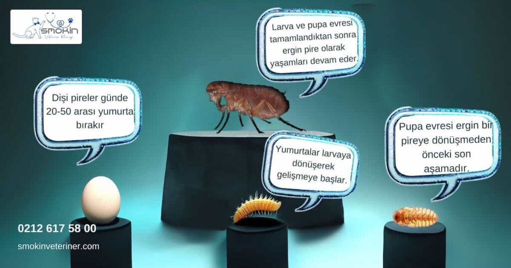 Kedilerde Pire » Adım Adım Pire Temizliği