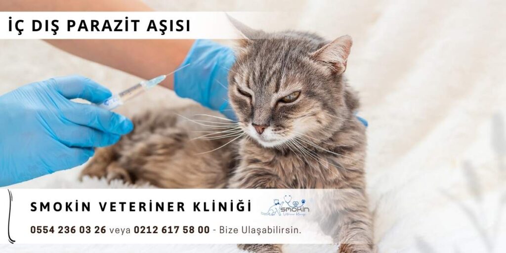 Kedi ve Köpeklerde İç Dış Parazit Aşısı » Smokin Veteriner